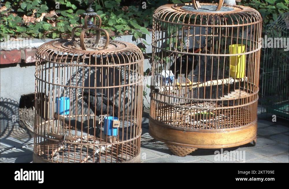 Chinese cages Stock Videos & Footage - HD and 4K Video Clips - Alamy