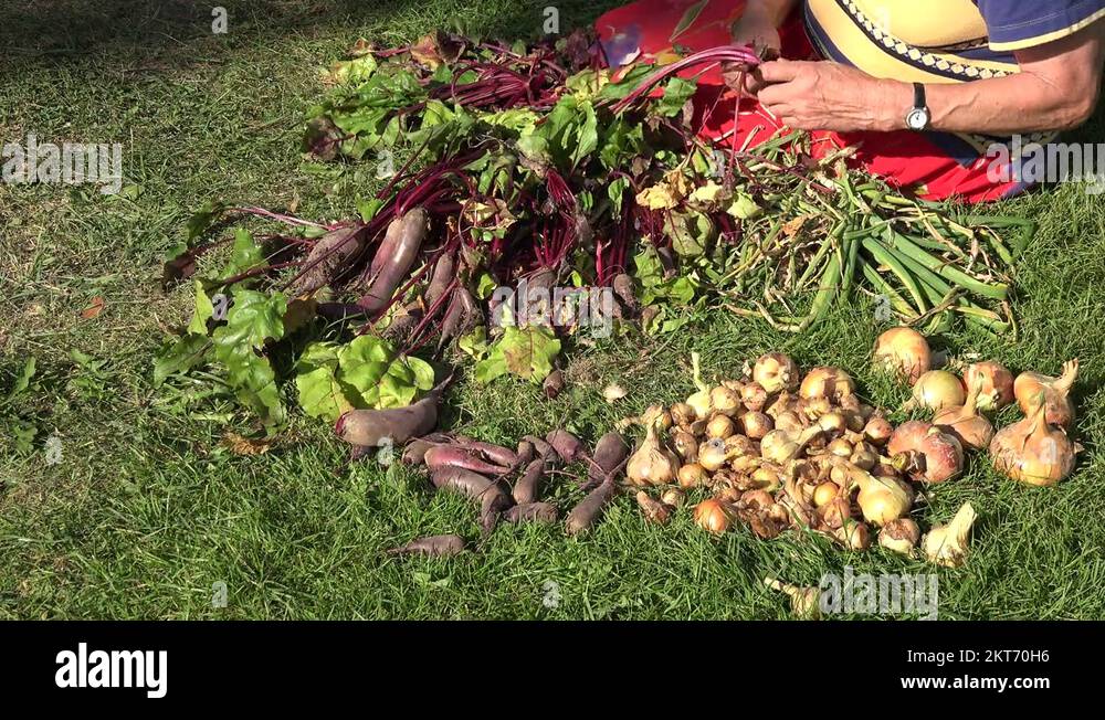 Beetroot head Stock Videos & Footage - HD and 4K Video Clips - Alamy