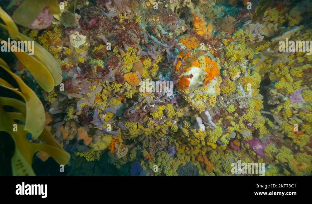 Temperate water Stock Videos & Footage - HD and 4K Video Clips - Alamy