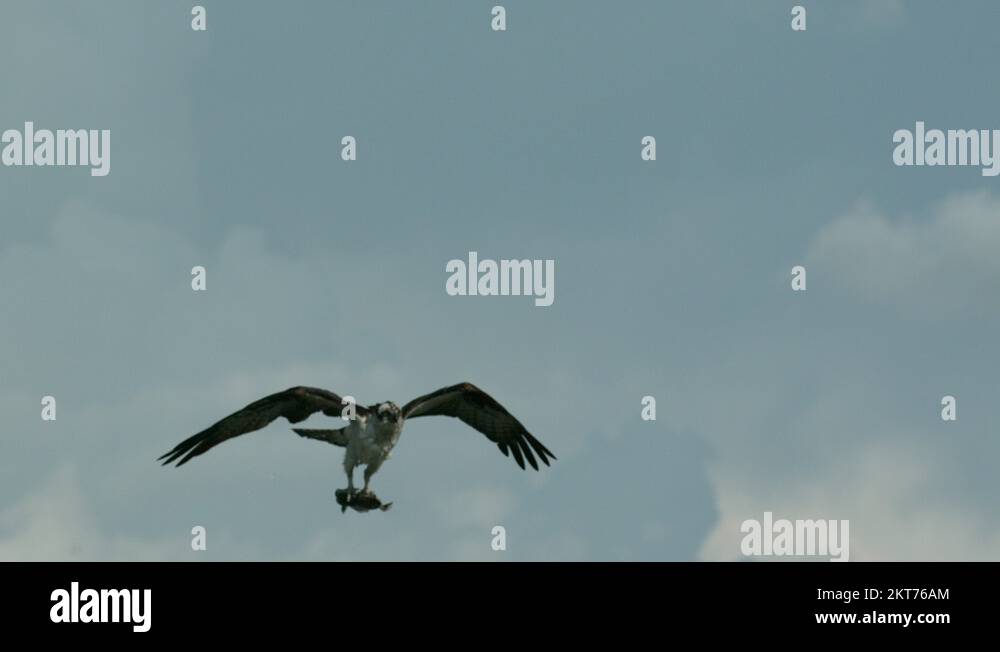 Fish hawk Stock Videos & Footage - HD and 4K Video Clips - Alamy