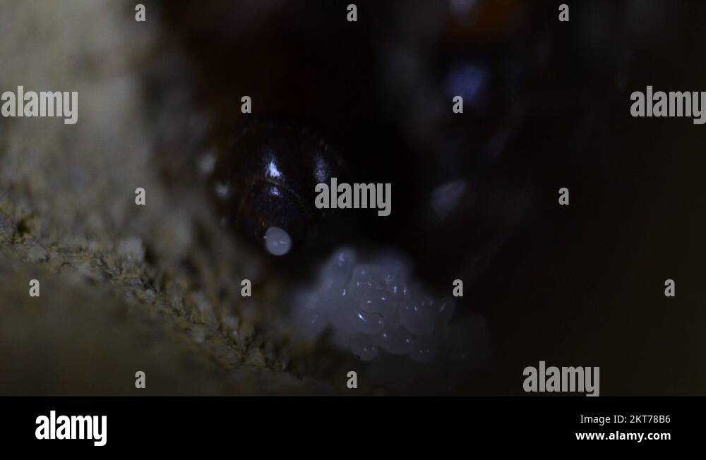 Queen ant and egg Stock Videos & Footage - HD and 4K Video Clips - Alamy