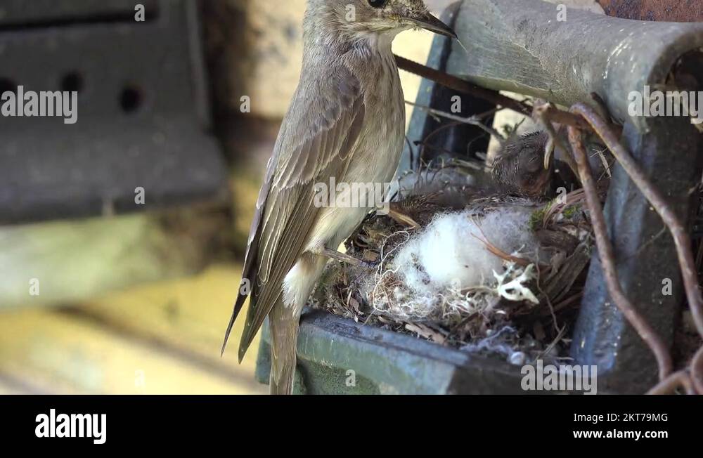 Bird brood in nest Stock Videos & Footage - HD and 4K Video Clips - Alamy