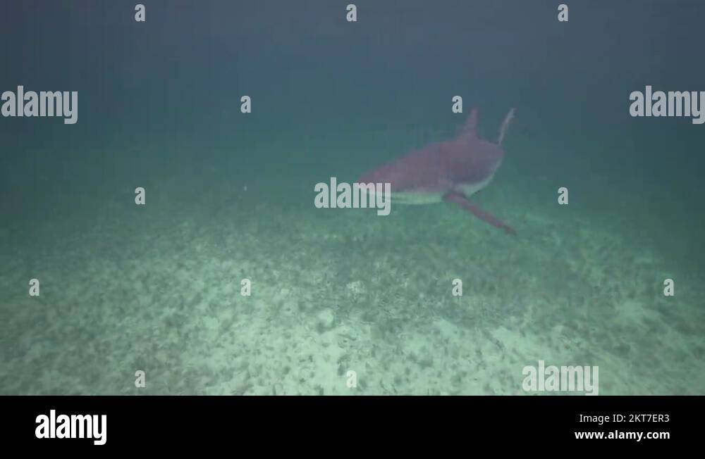 caribbean reef shark approaches in shallow water Stock Video Footage ...
