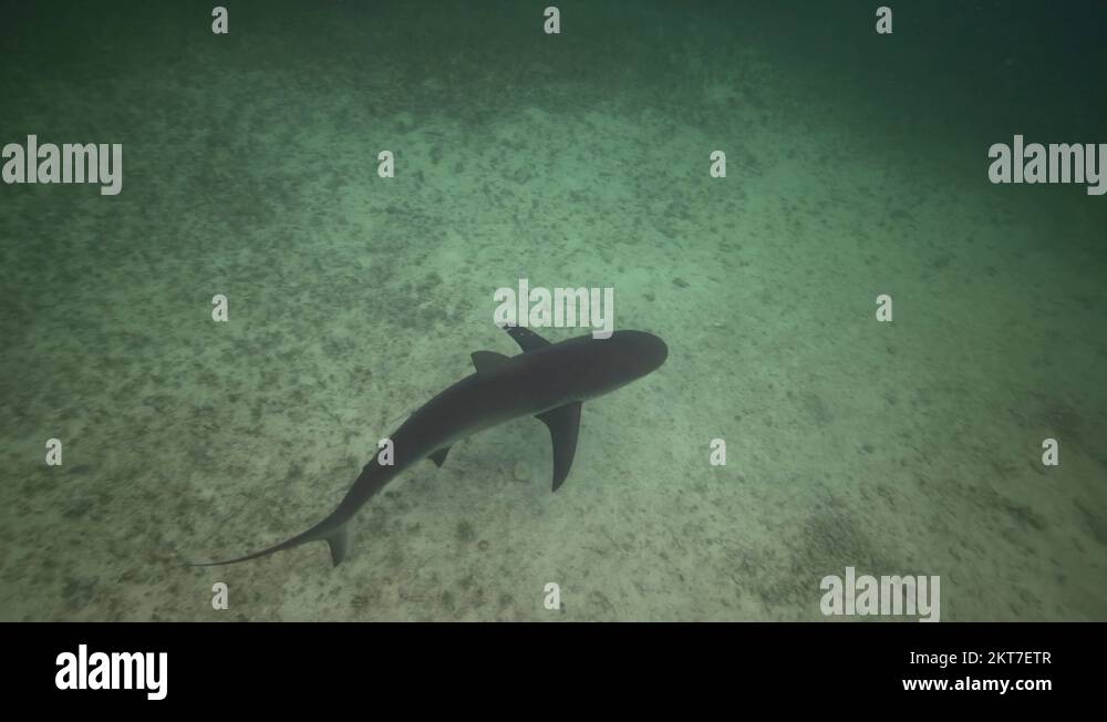 caribbean reef shark in shallow water swims over sandy bottom Stock ...