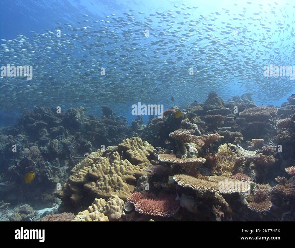 Unesco school not heritage Stock Videos & Footage - HD and 4K Video ...