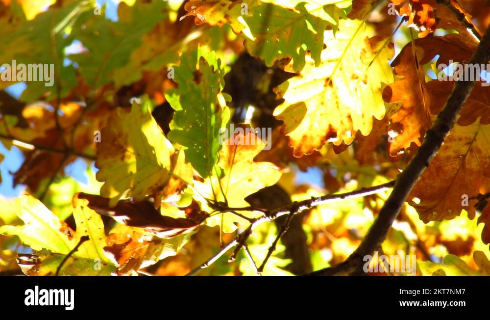 Backlit oak tree Stock Videos & Footage - HD and 4K Video Clips - Alamy