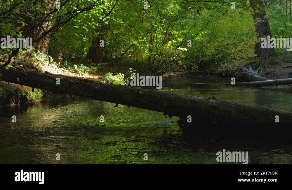 Tree across river Stock Videos & Footage - HD and 4K Video Clips - Alamy