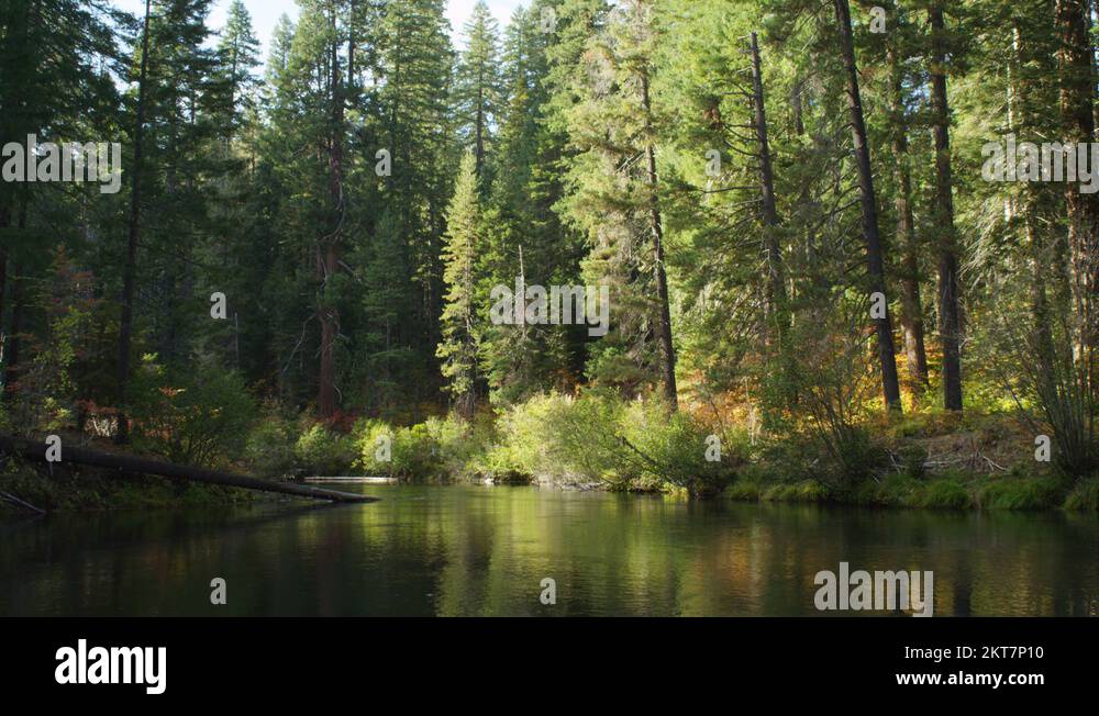 Tree in river Stock Videos & Footage - HD and 4K Video Clips - Alamy