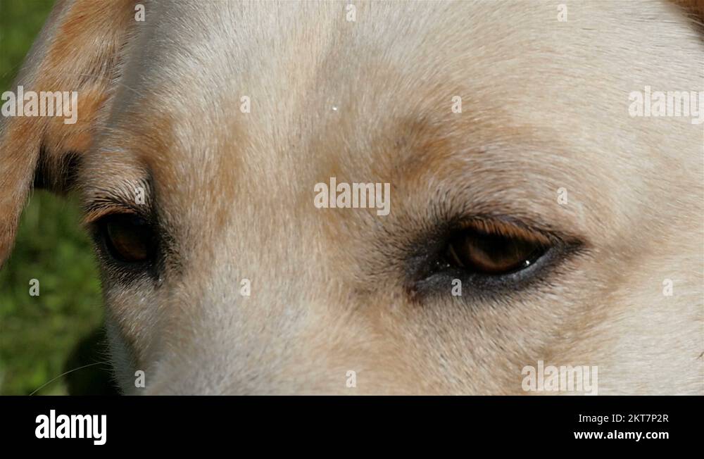 Dog eyes labrador Stock Videos & Footage - HD and 4K Video Clips - Alamy