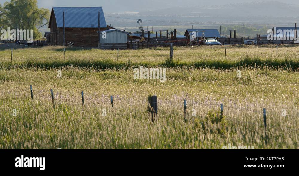 Field barn grass Stock Videos & Footage - HD and 4K Video Clips - Alamy