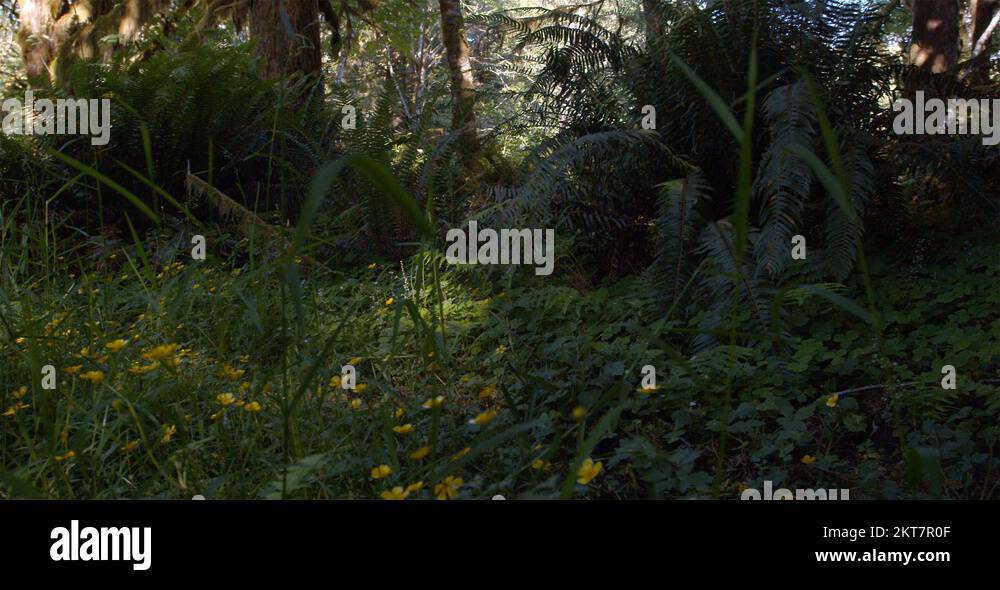 Mossy understory Stock Videos & Footage - HD and 4K Video Clips - Alamy