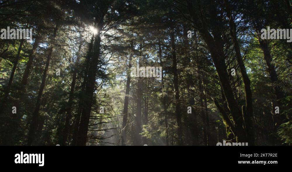 Tilt-down from northwest rainforest canopy to sun rays falling on a ...