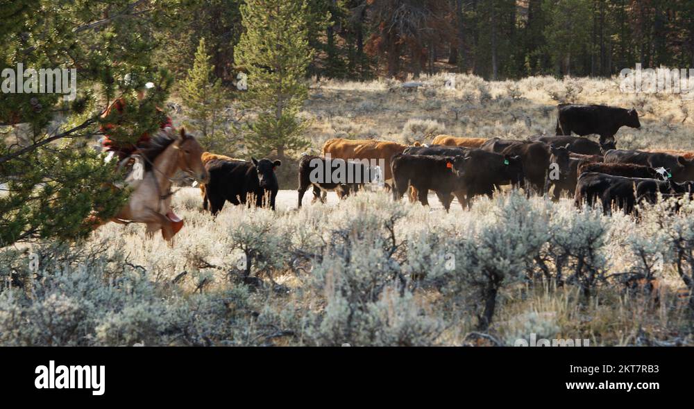 Cattle racing Stock Videos & Footage - HD and 4K Video Clips - Alamy