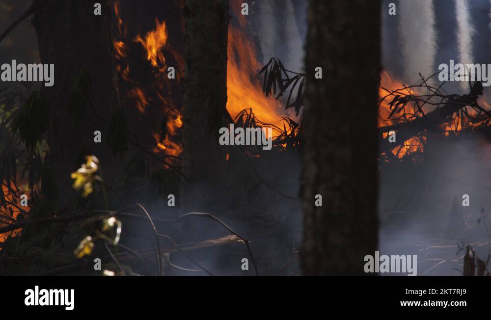 Burn vegetation Stock Videos & Footage - HD and 4K Video Clips - Alamy