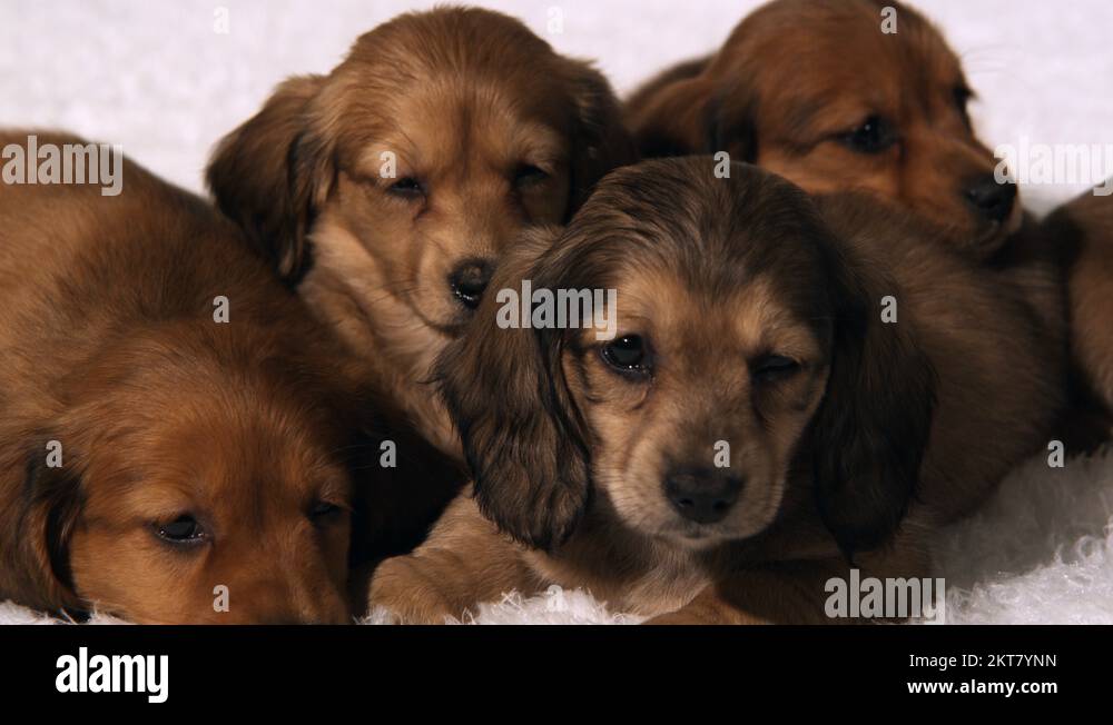 Snuggled animals Stock Videos & Footage - HD and 4K Video Clips - Alamy