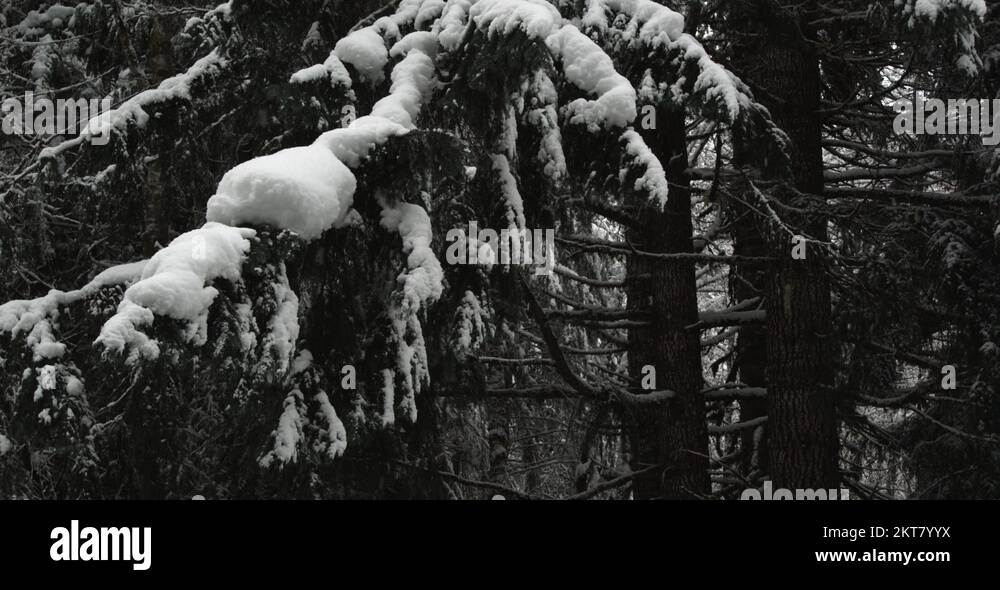 Snow crusted trees Stock Videos & Footage - HD and 4K Video Clips - Alamy