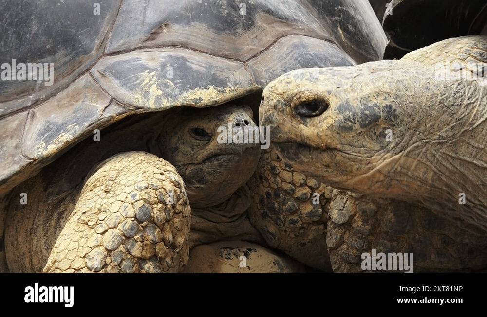 Mating tortoise Stock Videos & Footage - HD and 4K Video Clips - Alamy