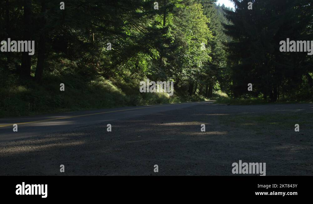 Tree quarter view Stock Videos & Footage - HD and 4K Video Clips - Alamy