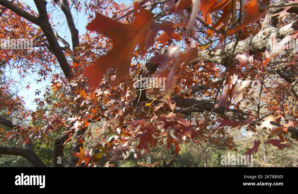 Spreading oak tree Stock Videos & Footage - HD and 4K Video Clips - Alamy