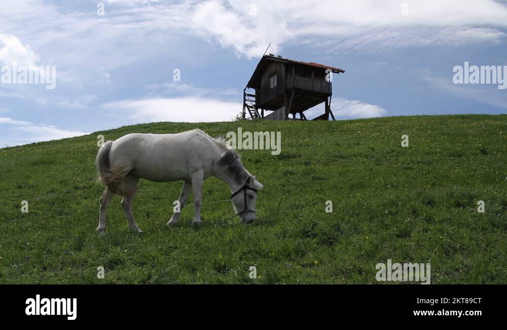 Beautiful white stallion horse hill Stock Videos & Footage - HD and 4K ...