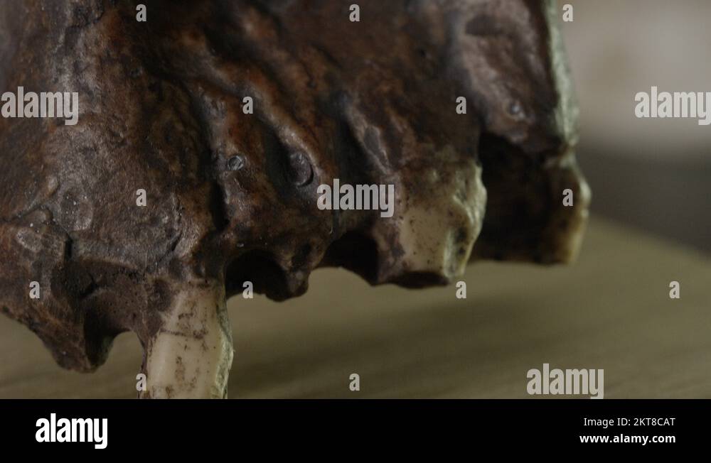 Caveman Skull - Australopithecus and Evolution Stock Video Footage - Alamy