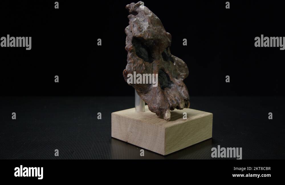 Caveman Skull - Australopithecus and Evolution Stock Video Footage - Alamy