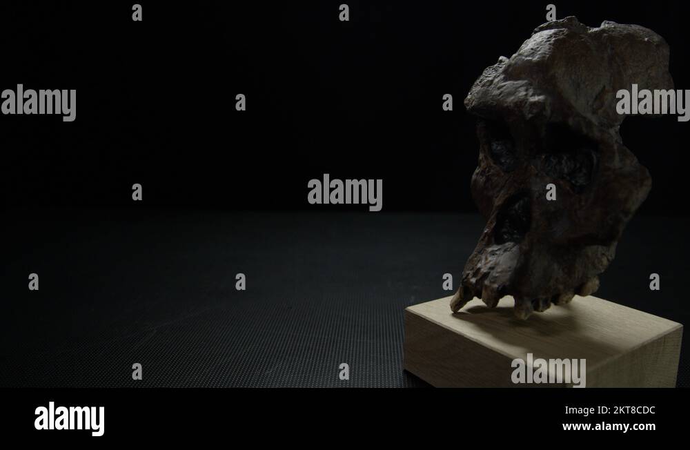 Caveman Skull - Australopithecus and Evolution Stock Video Footage - Alamy