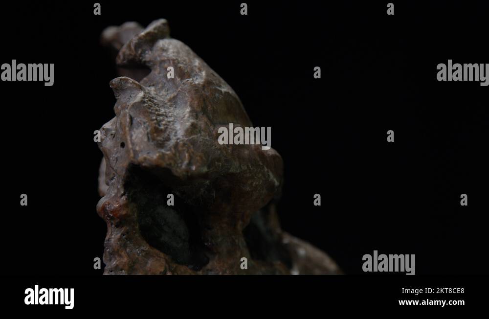 Caveman Skull - Australopithecus and Evolution Stock Video Footage - Alamy