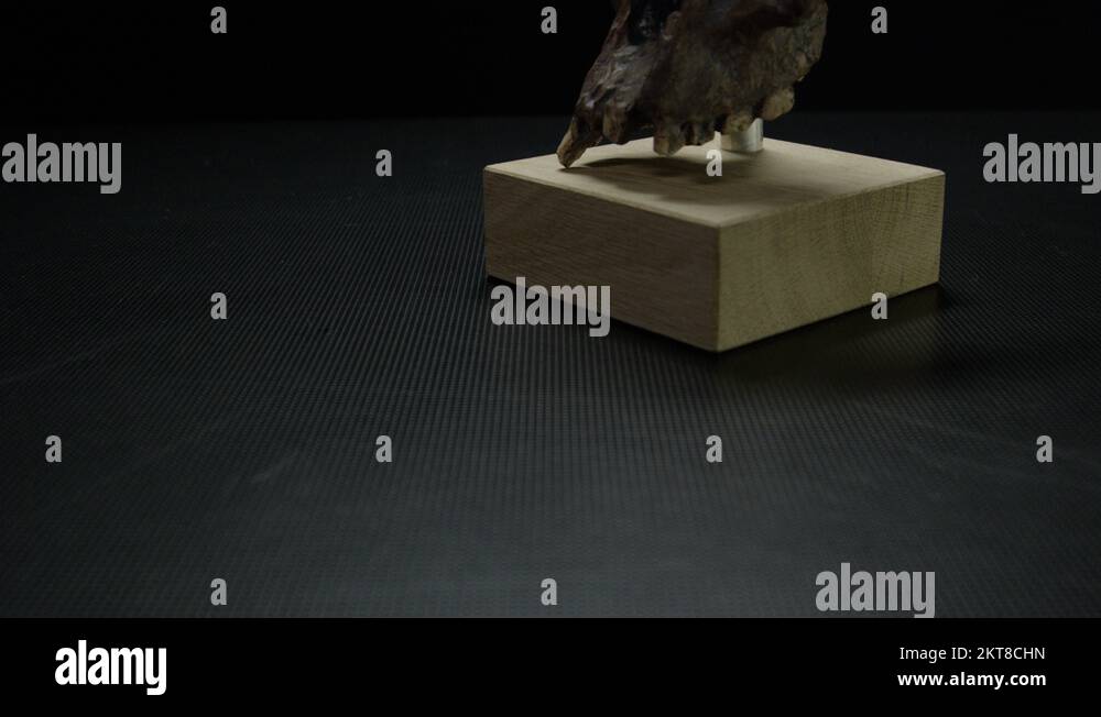 Caveman Skull - Australopithecus and Evolution Stock Video Footage - Alamy