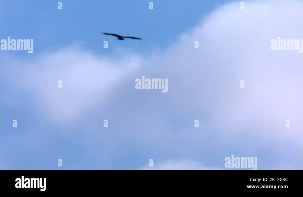 Bald Eagle flying across clouds in blue sky to land on a power pole ...