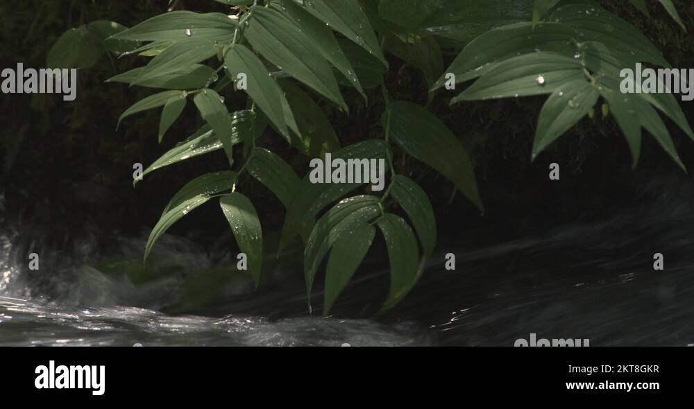 Trailing leaves Stock Videos & Footage - HD and 4K Video Clips - Alamy