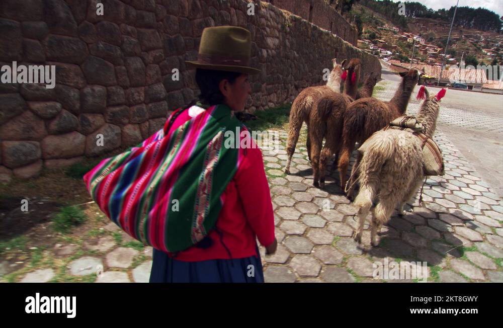 Rear view of Peruvian woman driving llamas along a street in Cusco ...