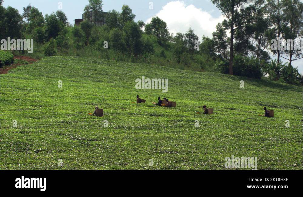 African tea plantation Stock Videos & Footage - HD and 4K Video Clips ...