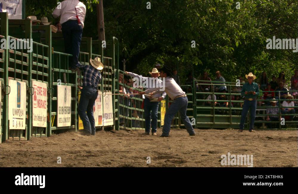 Bucking bull throwing rider in rodeo arena, close-up of bull Stock ...