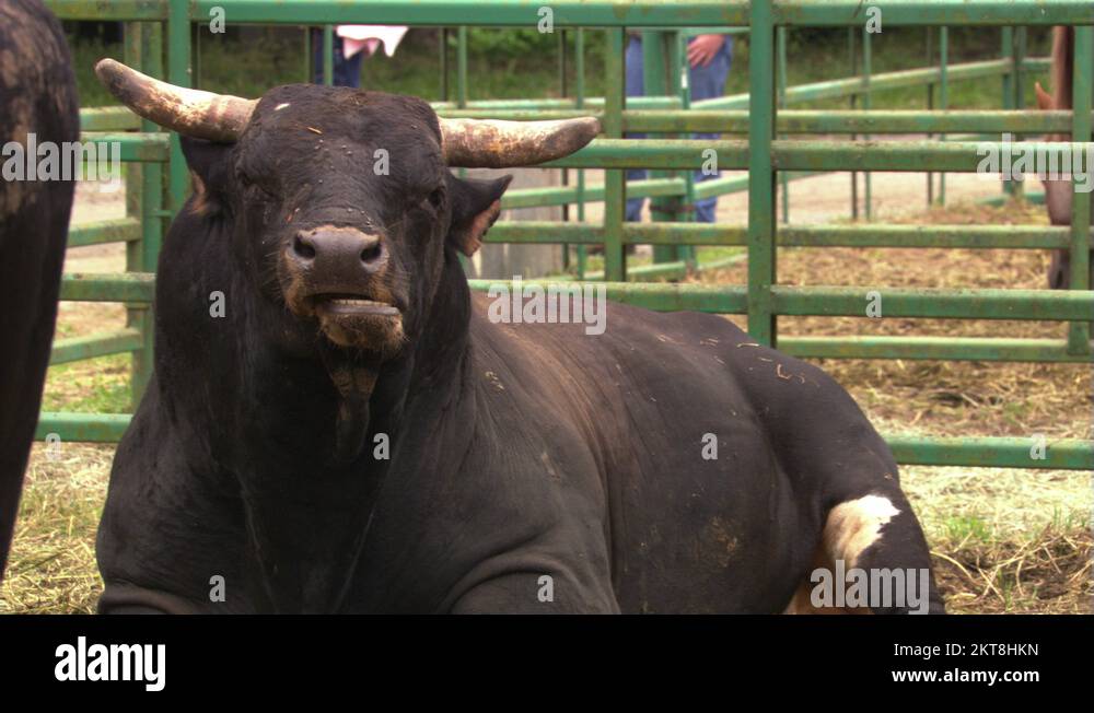 Chewing pen Stock Videos & Footage - HD and 4K Video Clips - Alamy