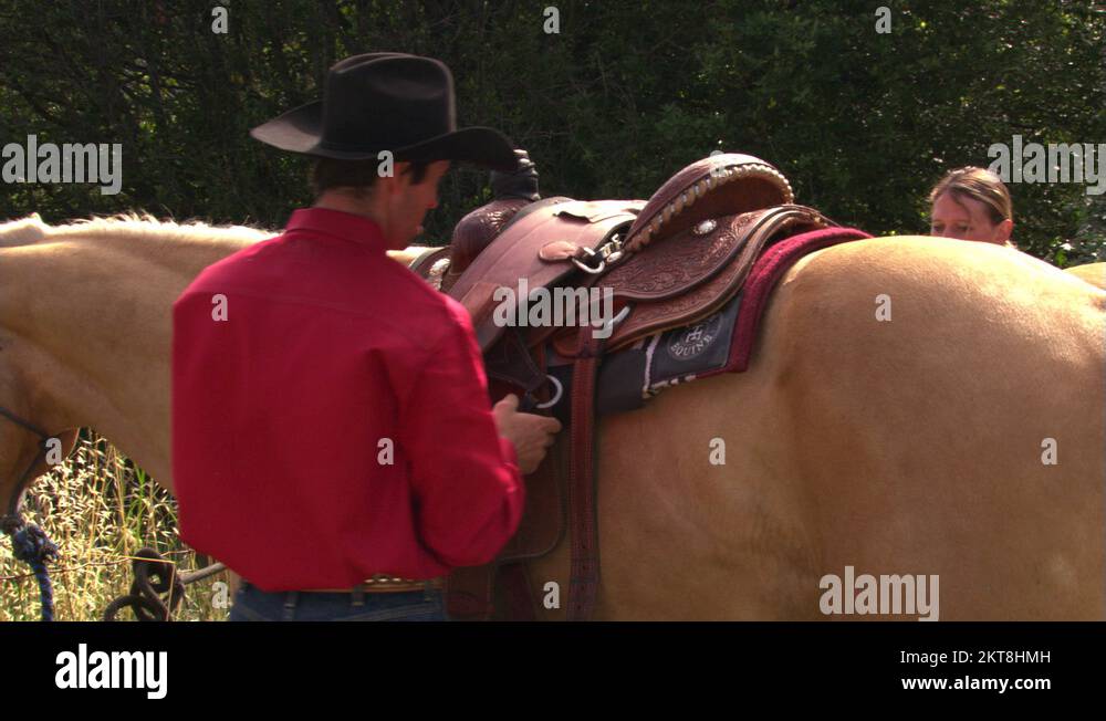 Rodeo cowboy saddling a palomino horse, close view of saddle Stock ...