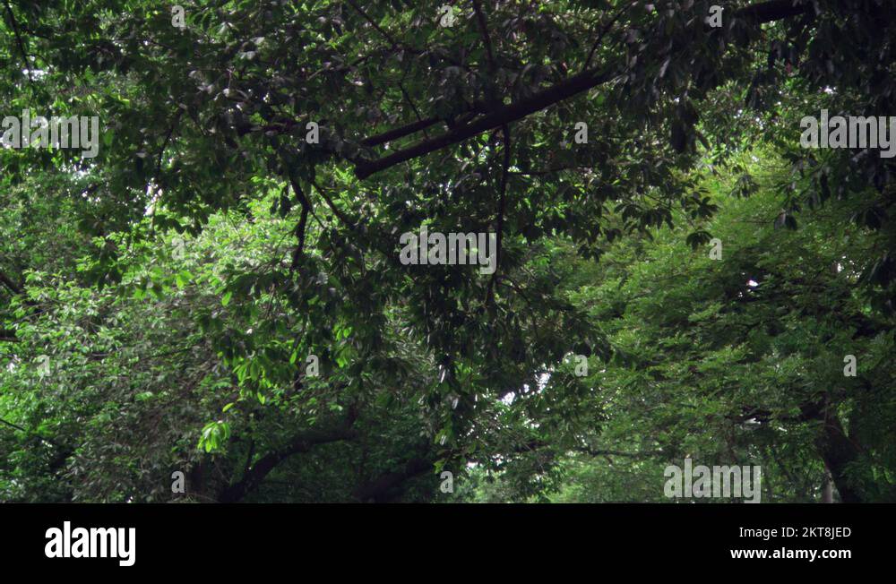 Crowd of trees Stock Videos & Footage - HD and 4K Video Clips - Alamy