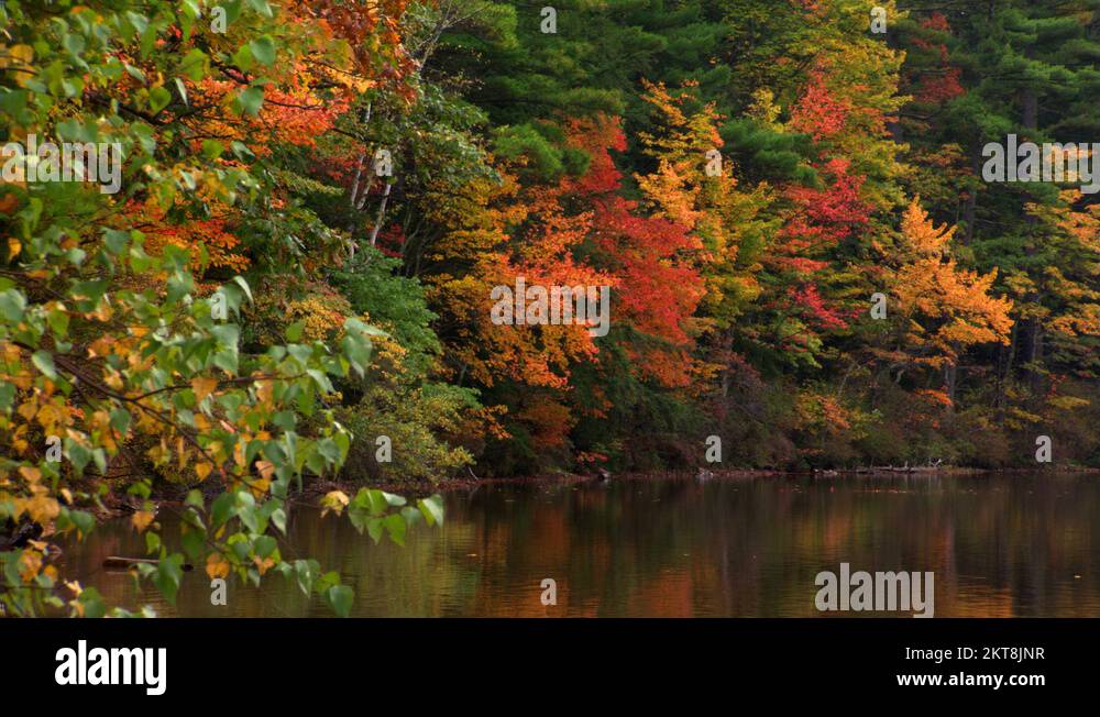 Shoreline trees Stock Videos & Footage - HD and 4K Video Clips - Alamy