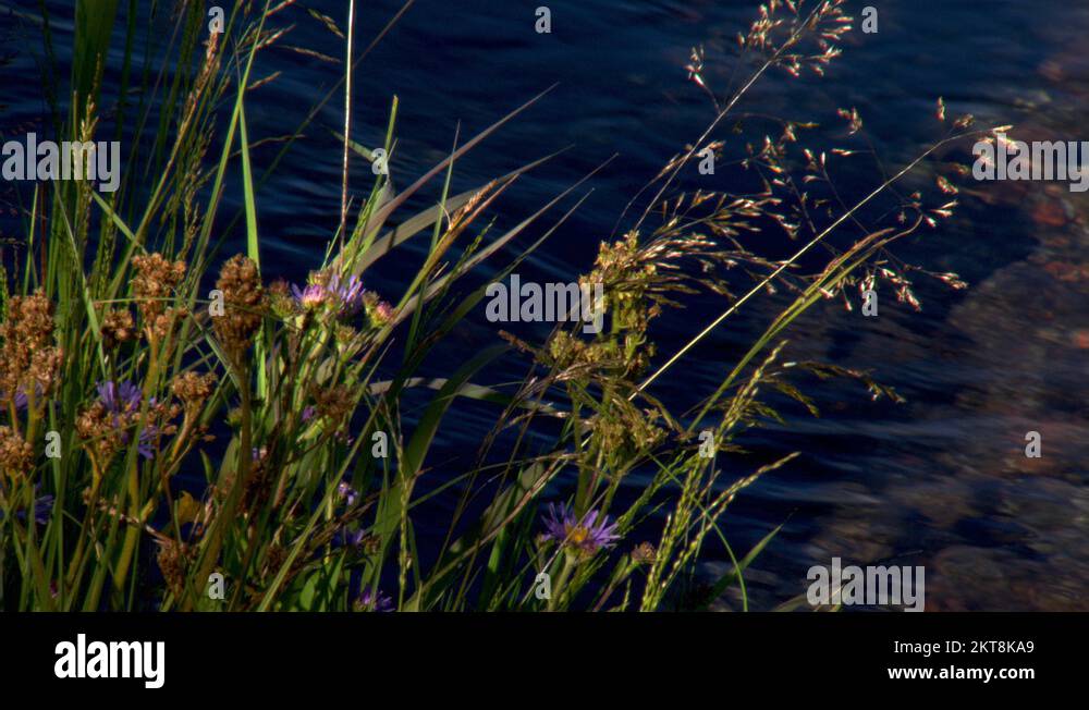 Streamside grasses and wildflowers against a background of rippling ...