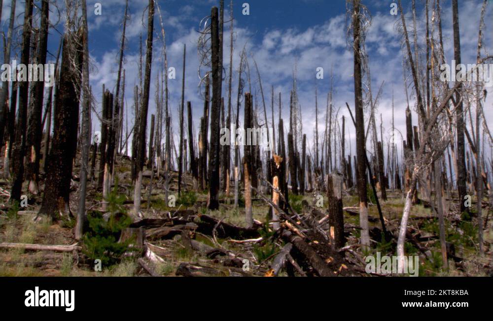 Standing snags Stock Videos & Footage - HD and 4K Video Clips - Alamy