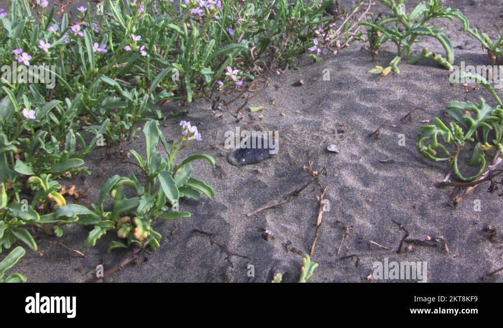 Crude oil blob lying on beach among wildflowers Stock Video Footage - Alamy