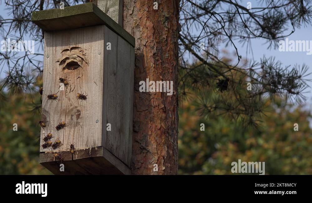Bird with wasps Stock Videos & Footage - HD and 4K Video Clips - Alamy