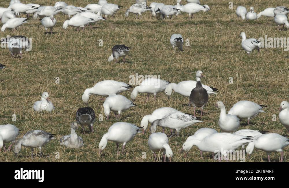 Blue phase Stock Videos & Footage - HD and 4K Video Clips - Alamy