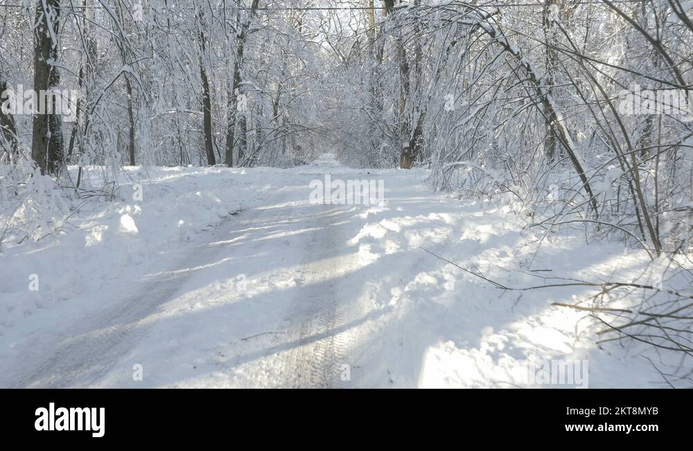 Tracks and trees with snow in a forest Stock Videos & Footage - HD and ...