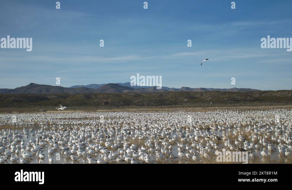 Desert marsh Stock Videos & Footage - HD and 4K Video Clips - Alamy
