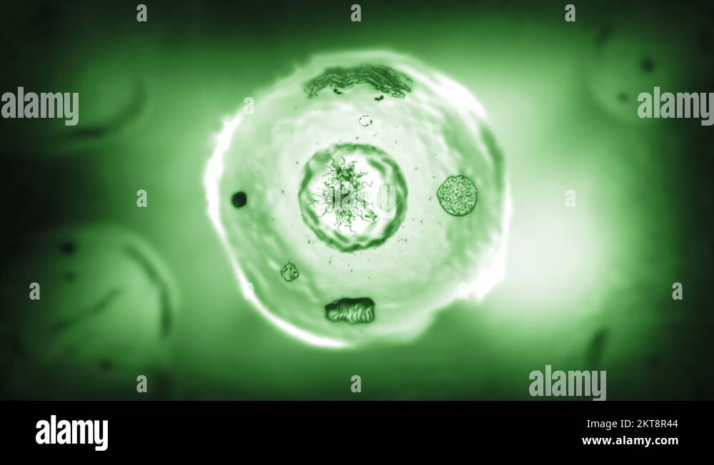 Stages of mitosis. Loopable. Biology background. Green Stock Video ...