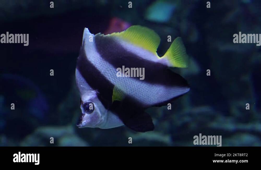 Butterfly and fish Stock Videos & Footage - HD and 4K Video Clips - Alamy