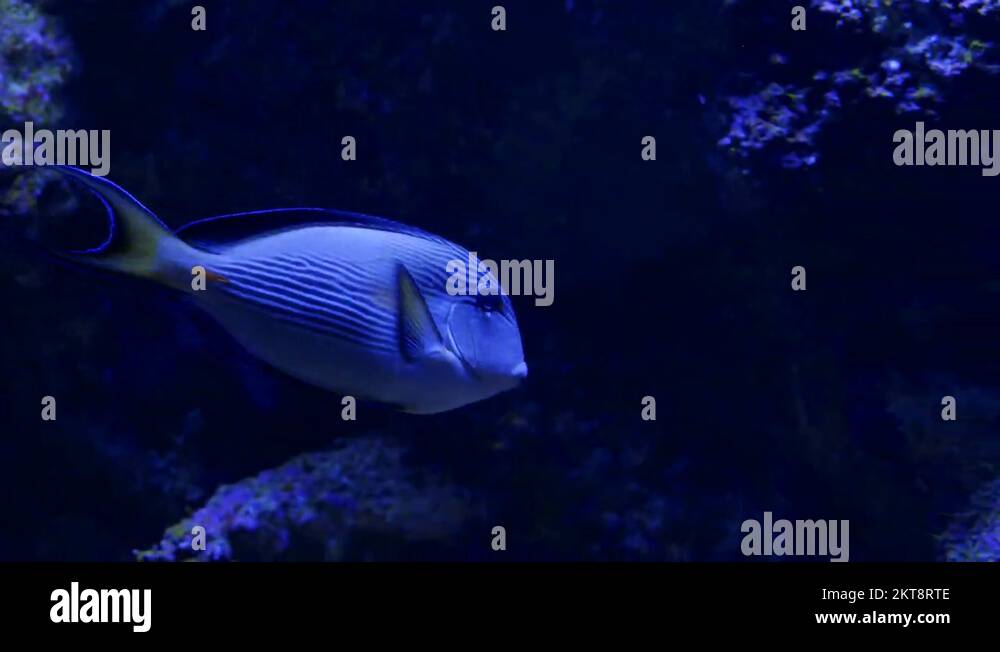 Red sea fusilier fish Stock Videos & Footage - HD and 4K Video Clips ...