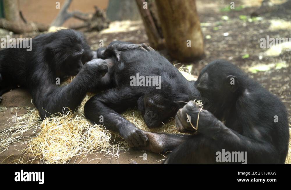 Chimpanzee grooming Stock Videos & Footage - HD and 4K Video Clips - Alamy