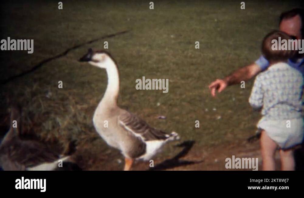 Boy with goose Stock Videos & Footage - HD and 4K Video Clips - Alamy